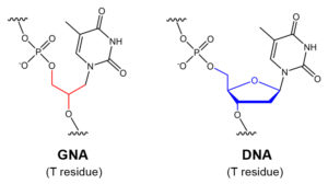 Learn about the "Happy DNA Day" - Exciting DNA facts