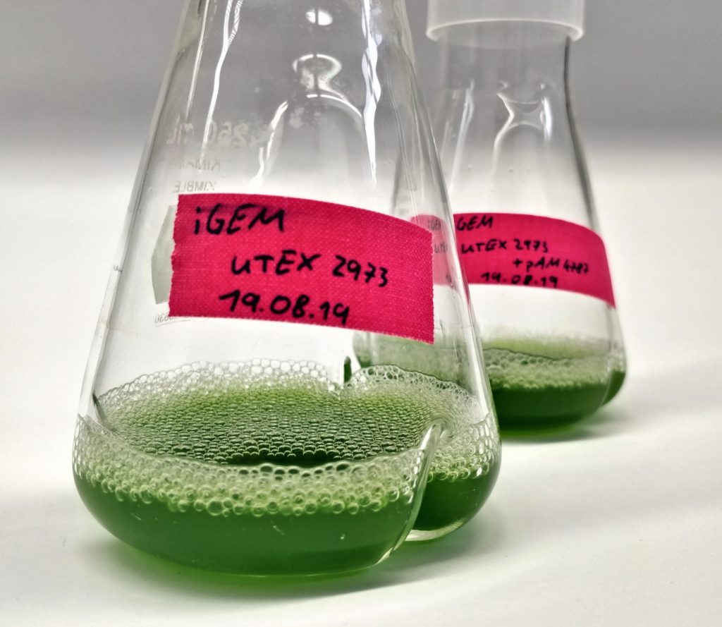 Fastest Growing Phototrophic Model Organism- Read more