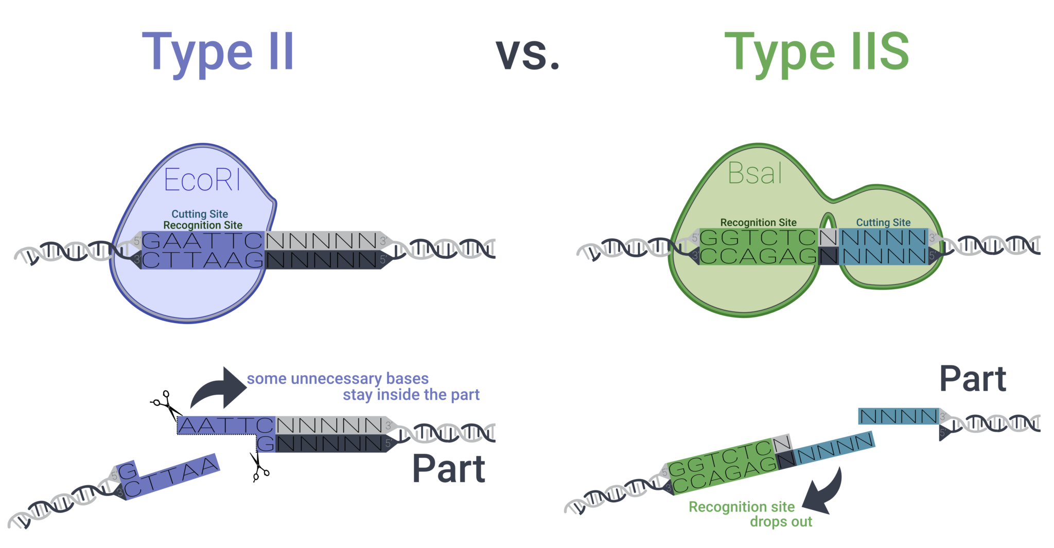 Fastest Growing Phototrophic Model Organism- Read more