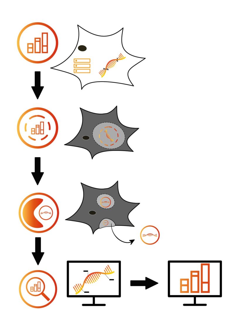 Science news → the future of in vivo cell monitoring