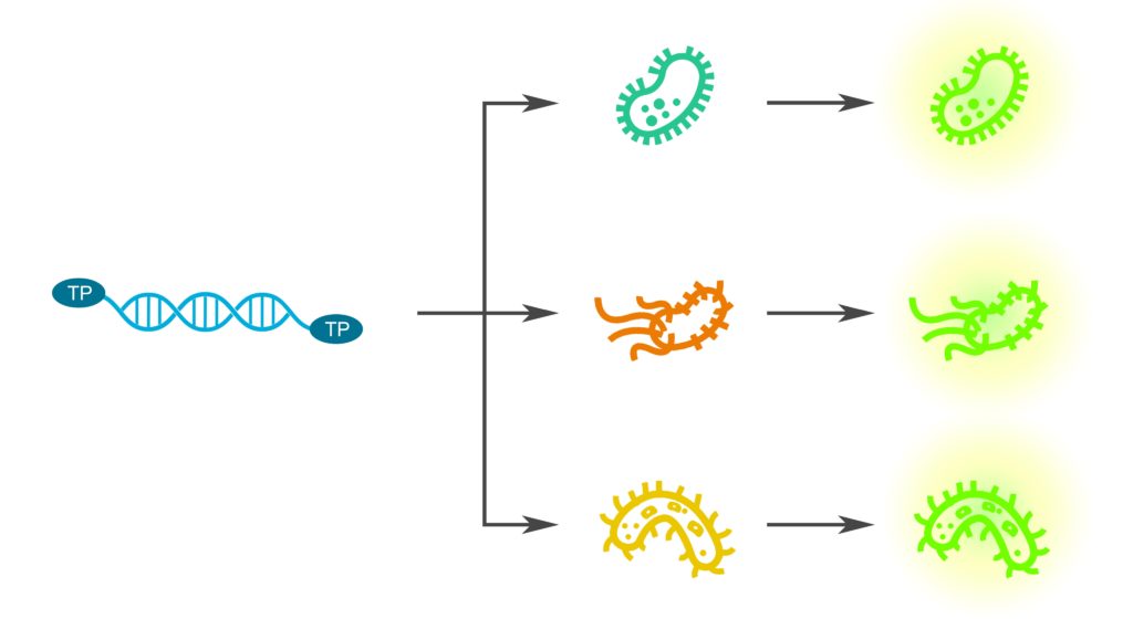 Explore the new universe of model organisms for biology