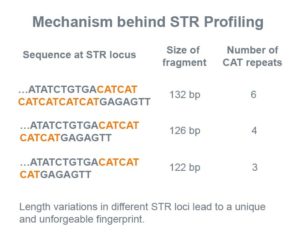 Find out why you need to authenticate your cell line!