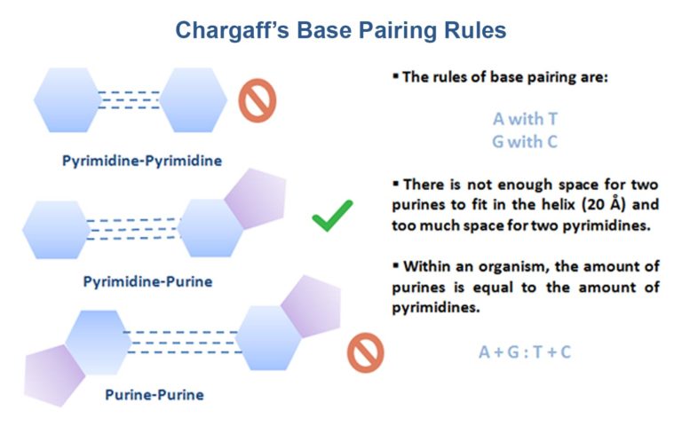 Who really won the race to solve the DNA structure?