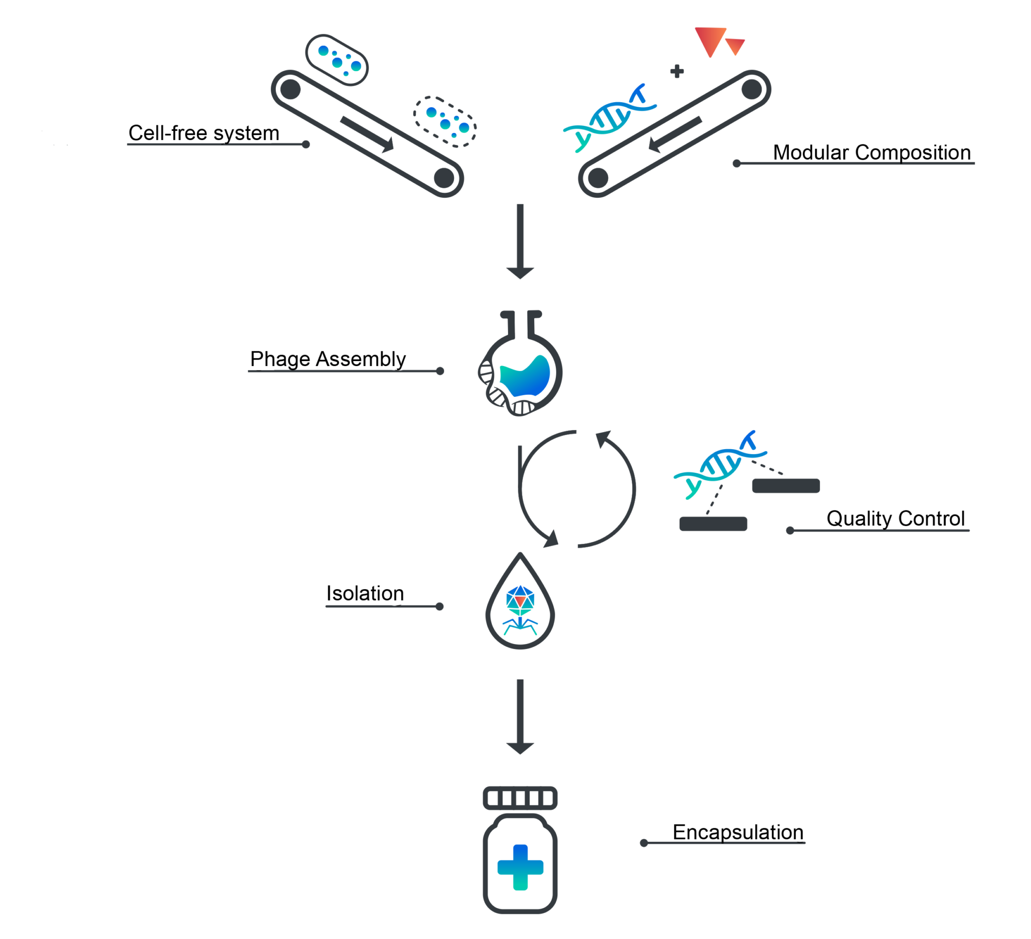 Find out about the manufacturing of bacteriophages