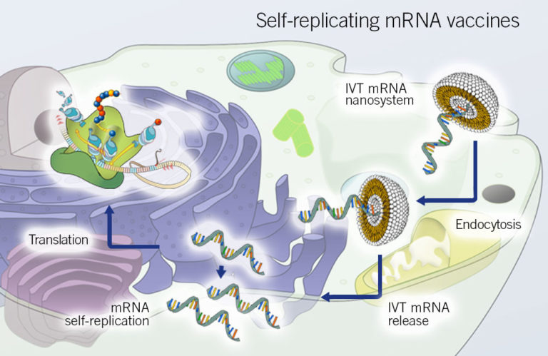What, why and how of mRNA vaccines → valueable facts