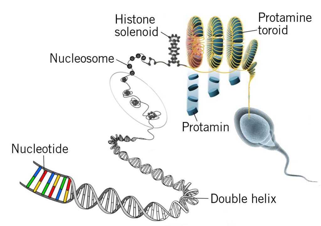 DNA Day – 6 DNA Facts You Need to Know