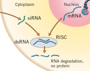 The history of mRNA applications - The DNA Universe BLOG