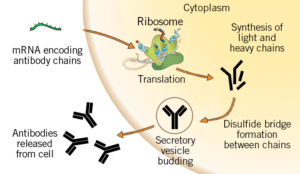 The history of mRNA applications - The DNA Universe BLOG
