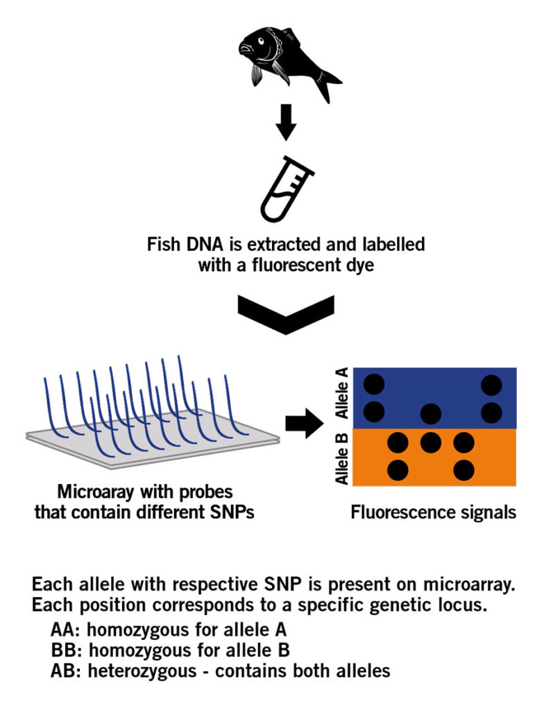 Microarrays Accelerate Blue Biotechnology To The Next Stage