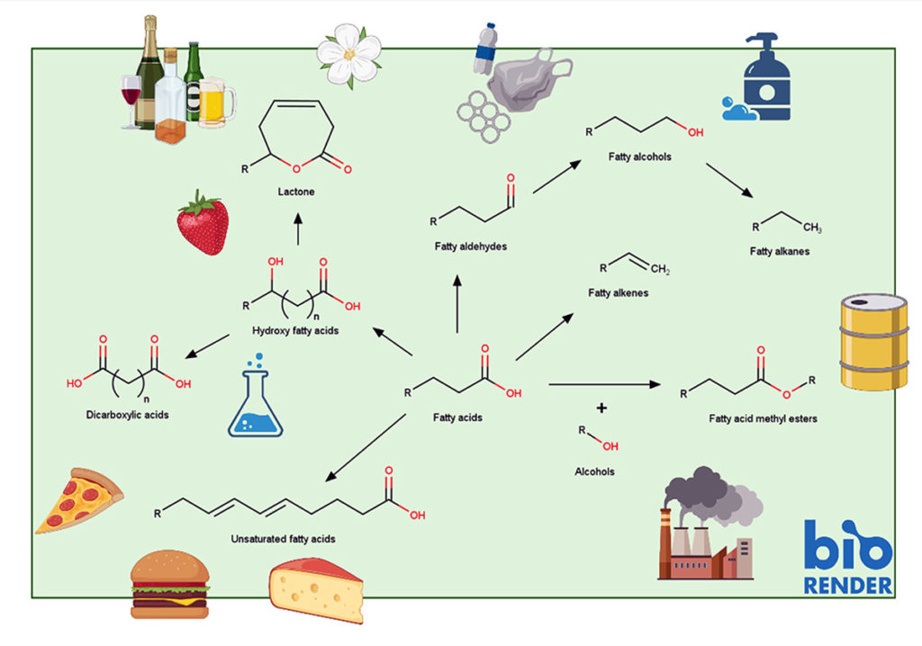 Yeast cell factory for yeast fuel production
