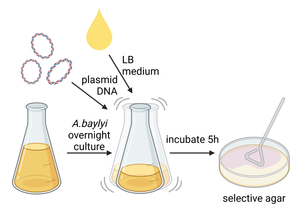 Gut microbiome transformation for better health