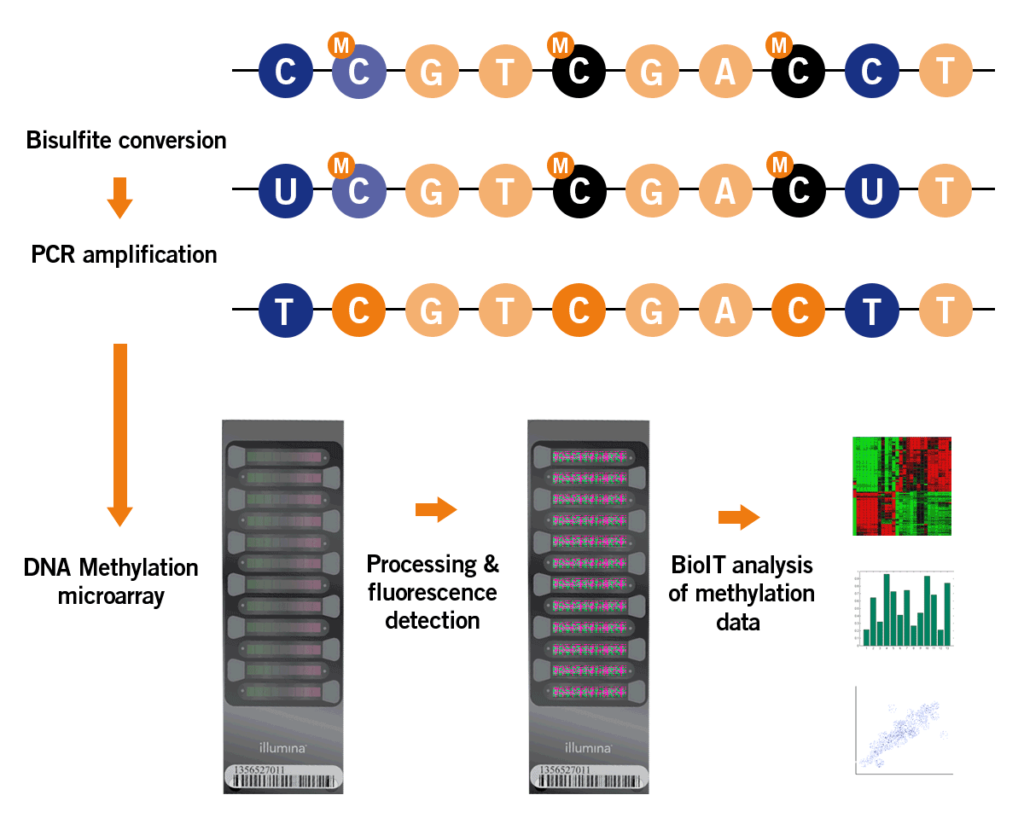 Home genomics testing for drug, nutrient and vitamin metabolisms