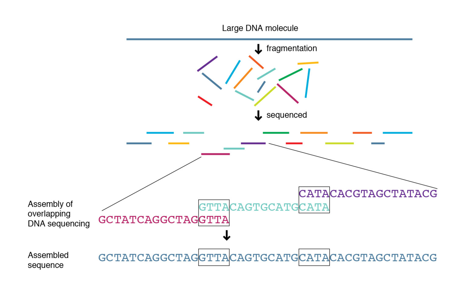Home genomics testing for drug, nutrient and vitamin metabolisms