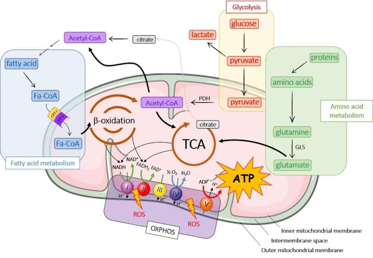 The Evils Of Sugar - This Is Where The Scientific Fun Starts