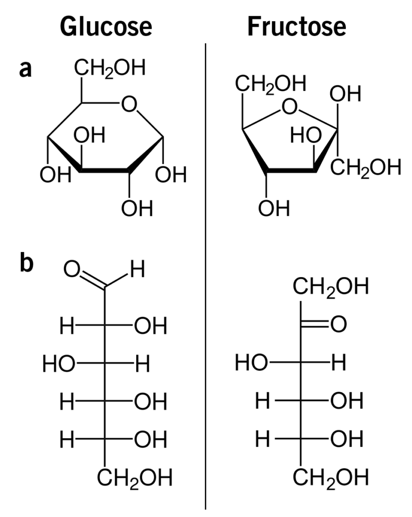 In Defence Of Sugar – How Sugar Drove Human Evolution