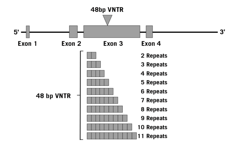 The biology of conflict