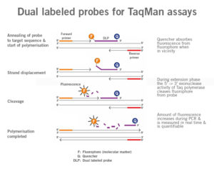 Primer design guide - 5 tips for best PCR results