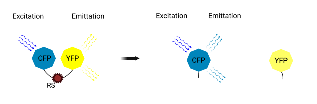 Lion Detect – The self-amplifying ScFv disease detection system