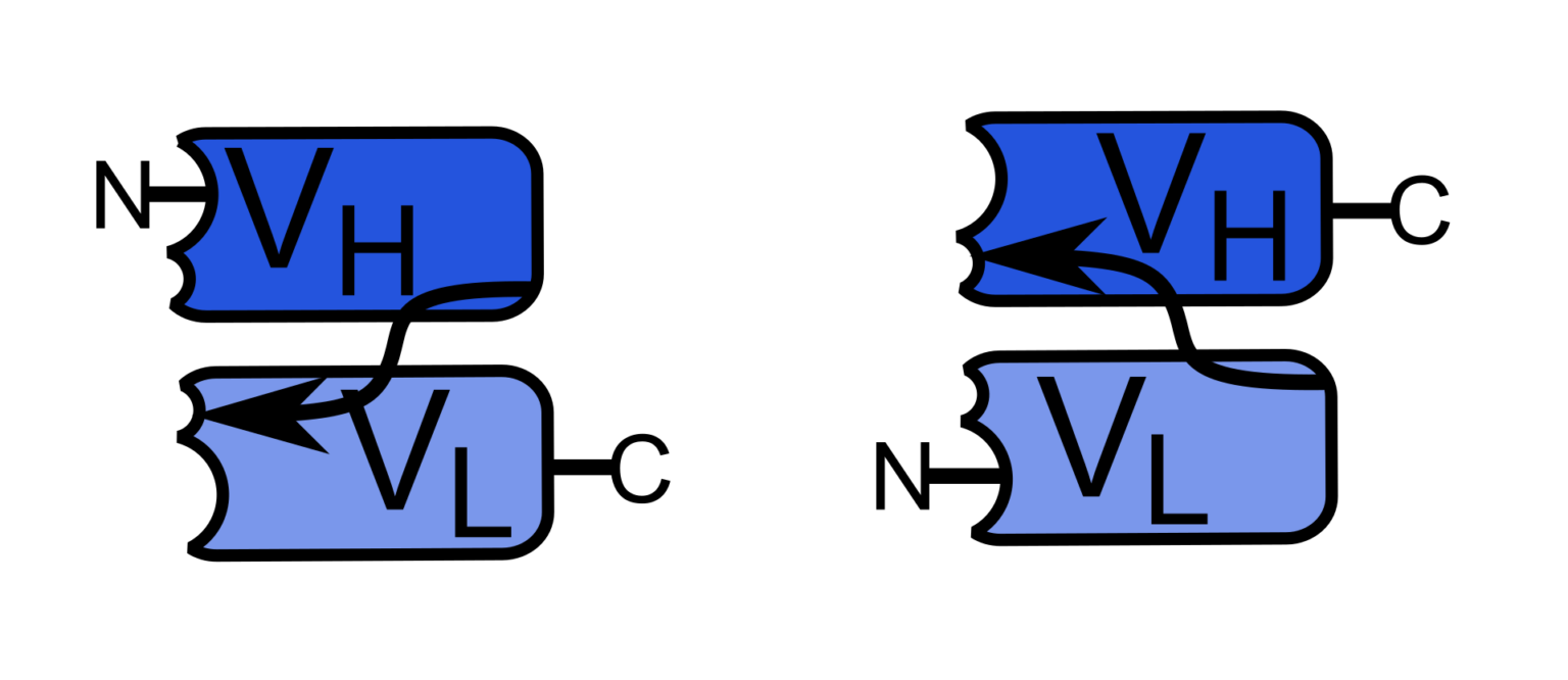 Lion Detect – The self-amplifying ScFv disease detection system
