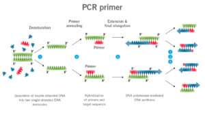 Primer design guide - 5 tips for best PCR results