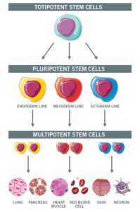 The state of stem cell therapy and future applications